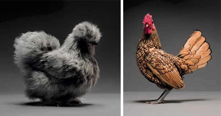 Najkrajšie sliepky na svete v jednej foto knihe | CHICken Najkrajšie sliepky na svete v jednej foto knihe | CHICken