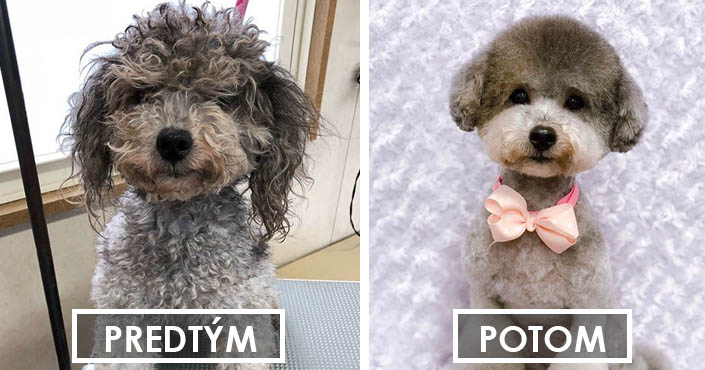 Psí salón mení psíkov na nepoznanie! Vyzerajú ako rozkošné plyšové hračky